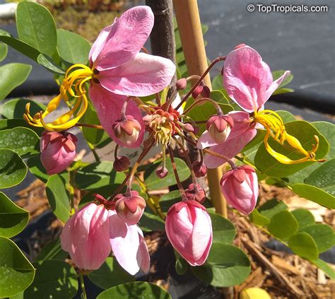 Cassia Nodosa Pink Shower Tree Top Tropicals Plant Encyclopedia