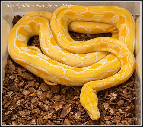 Scotland Cb13 Dwarf Retics Reptile Forums