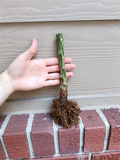 My Extreme Pruning Experiment Days Later Chili Chili