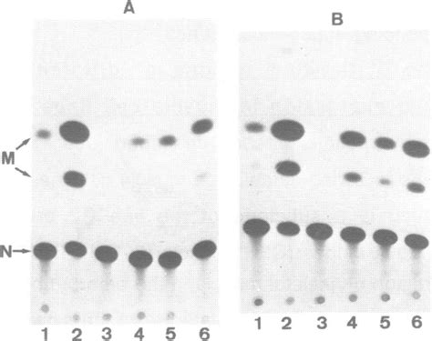 Chromatograms Of Cat Assays After Transfectlon Of Sol 8 Muscle Cells