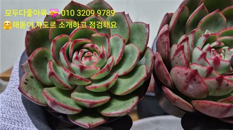 🤗해돋이자도르 군생 넘 예쁘네요 ~~♡♡ Youtube