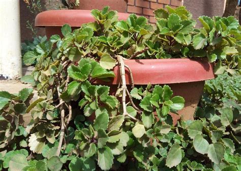 The Infinix Note Review Taking Mid Range Smartphones To Another Level Techjaja