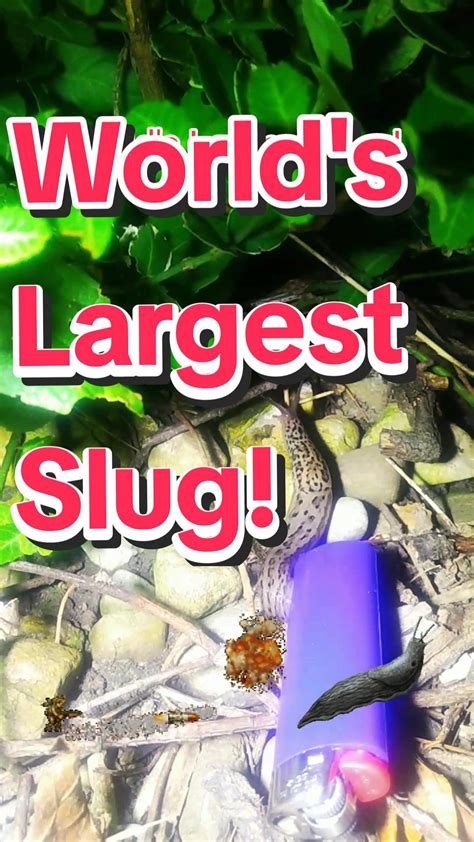 Worlds Largest Snail Scientist Say Possible Ties To Aliens R