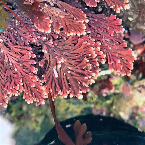 Coralline Algae Structures Attachment