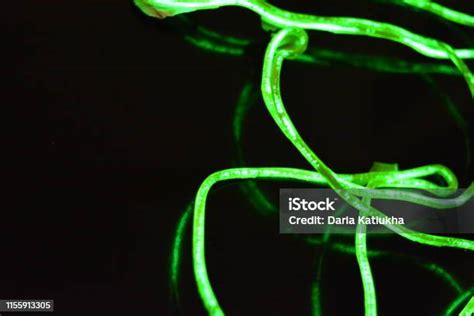 특정 패턴독성 녹색 라임 조명 짠 필라멘트 케이블 나가는 빛이있는 전선 야간 조명의 형태로 네온 전기 발광 와이어 0명에 대한 스톡 사진 및 기타 이미지 Istock