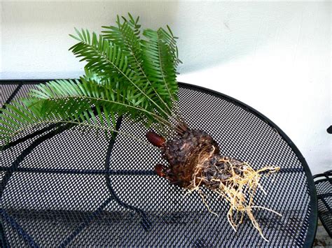 The Cycad Society Inc Illustrated Glossary Of Cycad Terms