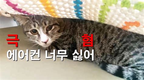 고양이는 에어컨을 싫어한다 냥이들의 홈캉스 Youtube