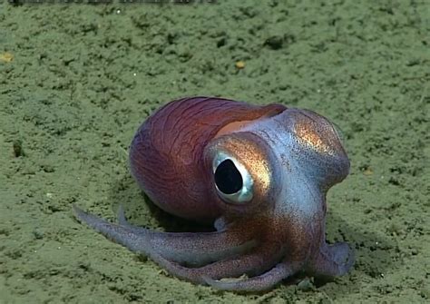 Bobtail Squid Rdisneyeyes