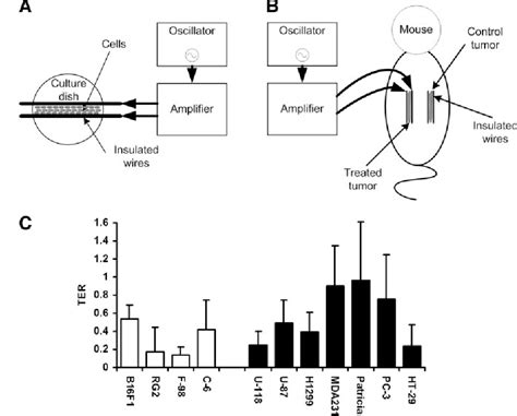 Figure 5 From Disruption Of Cancer Cell Replication By Alternating Electric Fields Semantic