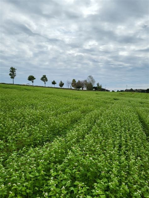 메밀꽃축제 전북 고창 학원농장도깨비촬영지 네이버 블로그