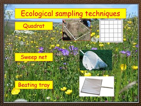 Ppt Understanding Ecological Sampling Techniques In Biology