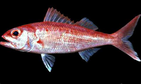 Habitat And Tabiat Spesies Ruby Snapper