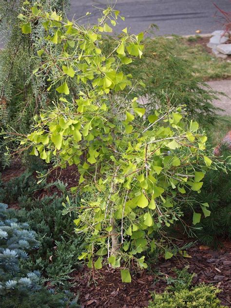 Amazon Com Dwarf Variegated Ginkgo Tree Ginkgo Biloba Sunstream Year Plant Patio