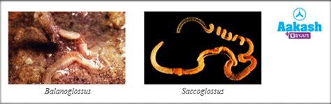 Phylum Hemichordata Characteristics Classification And Examples Aesl