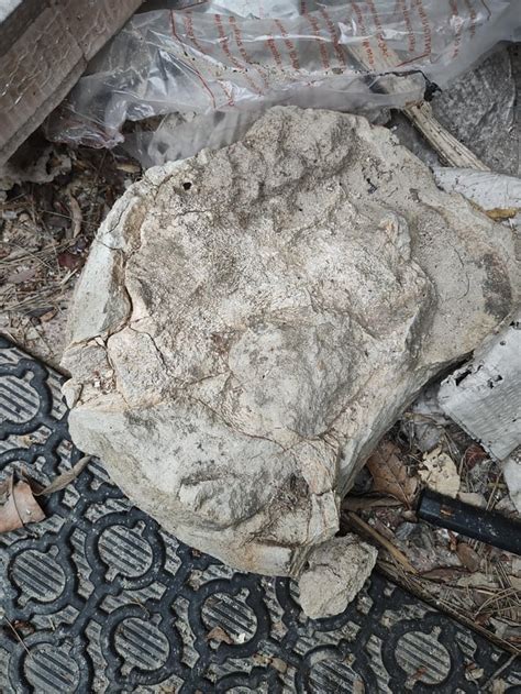 Help Identifying Fossil Rfossils