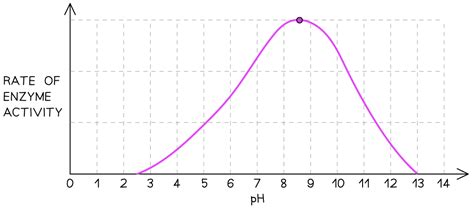 Enzymes And Metabolism Flashcards Dp Ib Biology