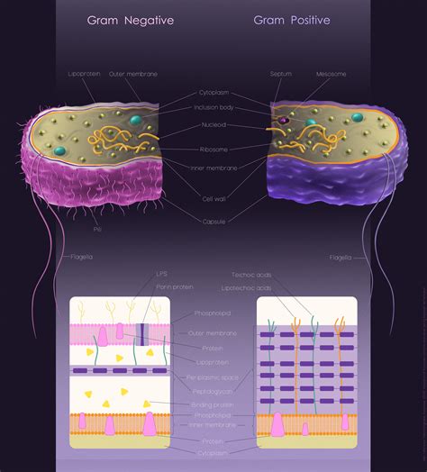 Gram Positive Vs Gram Negative Diagram