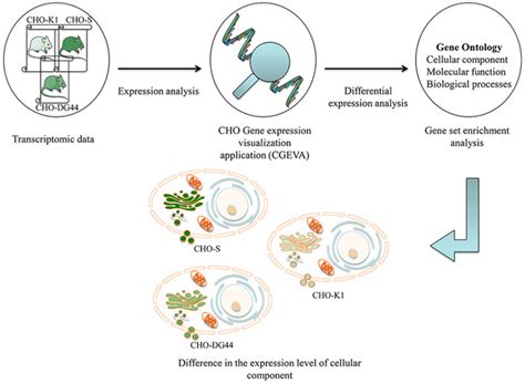 An Online Compendium Of Cho Rna‐seq Data Allows Identification Of Cho
