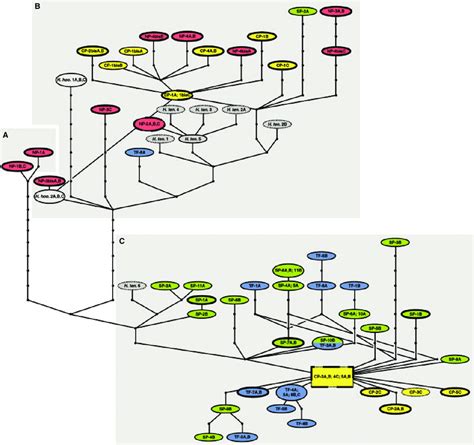 parsimony network generated by tcs among 58 chloroplast haplotypes