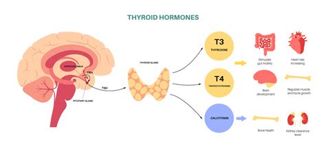 Thyroid Function Panel Empire City Laboratories Medical Lab Testing