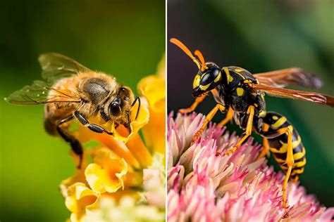 Differences Between Bees Wasps You Should Know WhatDeWhat