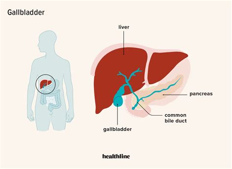 Gallbladder Location In Human Body