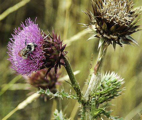 Pulling Thistles Sowing Hope Sierra Nevada Ally