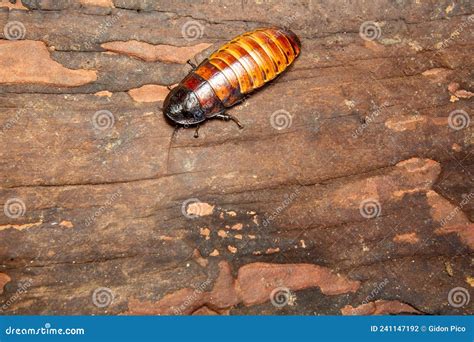 Big Tropical Cockroach Female Of Gromphadorhina Portentosa One Of The