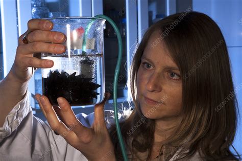 Cuttlefish Research Stock Image C0297031 Science Photo Library