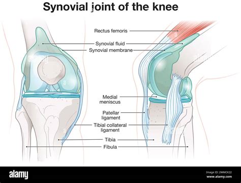 The Knees Synovial Joint Is A Complex Structure Where Bones Meet