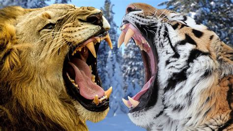 جنگ شیر و ببر در قفس فیلم سوسک شدن ببرها را ببینید