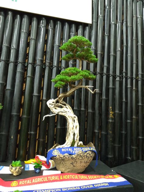 Not My Tree But Was At A Local Show I Went Too R BonsaiPorn