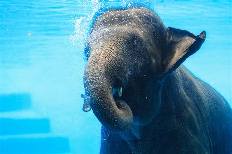Happy Elephant Diving Into Swimming Pool Delights Internet Newsweek