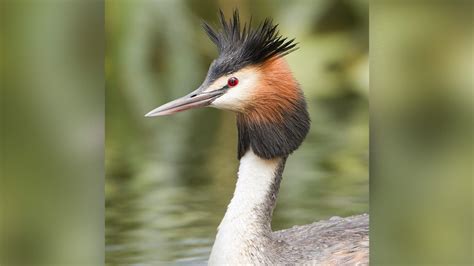 Puking bird wins New Zealand bird competition after John Oliver campaign
