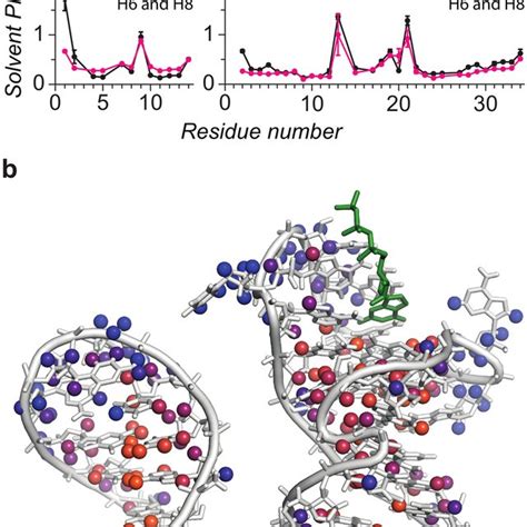 Pdf Rna Structure Refinement Using Nmr Solvent Accessibility Data