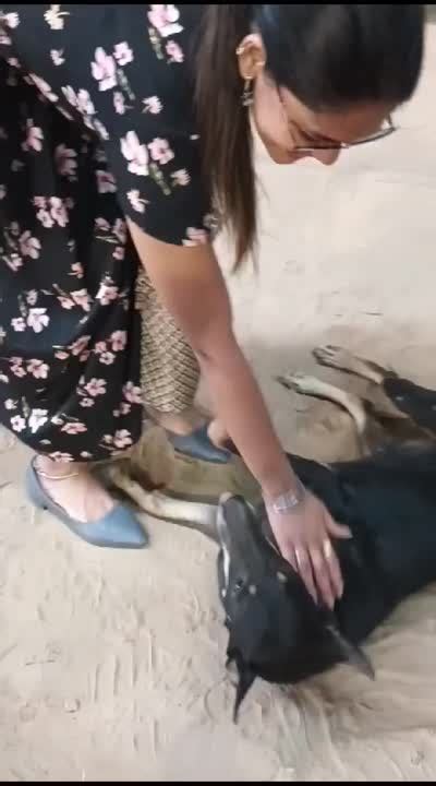 Ruby Bhati On Linkedin रात में यूं ही नही कुत्ते शोर मचाते है कभी भूख कभी दर्द और कभी अंजान के…