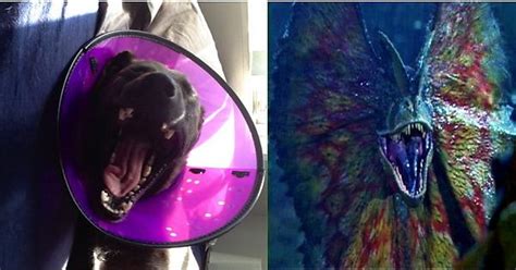 Got A Photo Of My Pup Yawning In Her New Cone Can Only See One Thing