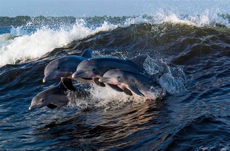 Bottlenose Dolphin Ocean Conservancy