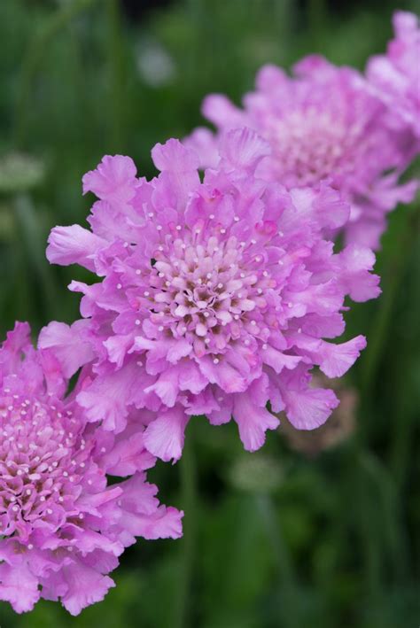Scabiosa Flutter Rose Pink Golden Valley Plants