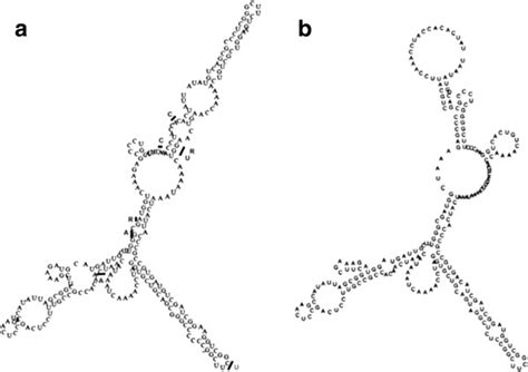 its1 rdna folding structures a predicted rna folding structure of