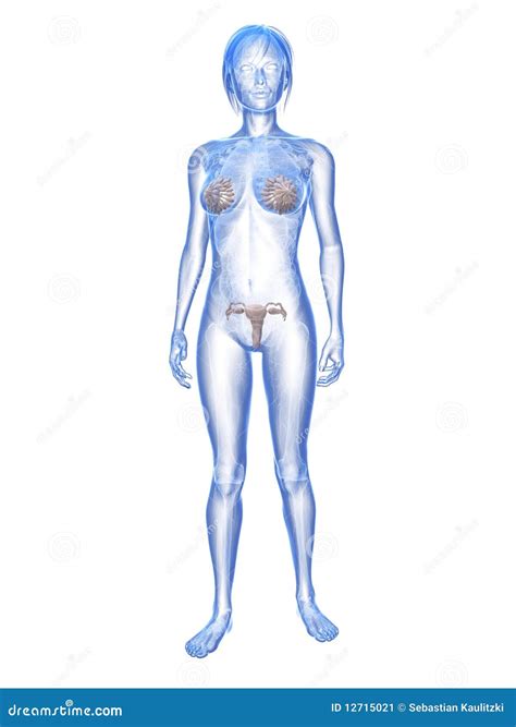Woman Highlighted Sex Organs Stock Illustration Illustration Of Transparent Science