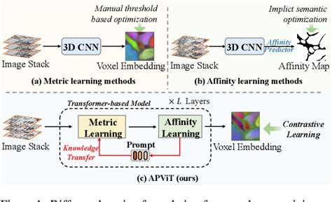 Figure 1 From Appearance Prompt Vision Transformer For Connectome
