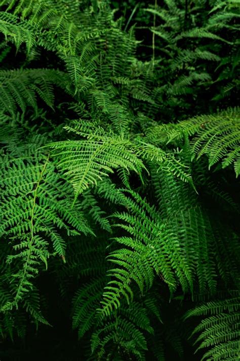 고요한 광야 광합성 꽃이 피지 않는 나뭇잎 녹색 녹지 무성한 밀림 봄 산소 생명 생물 다양성 생태계 선명한 성장 수분 숨 숲 식물 식물군