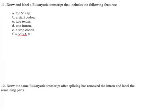 Solved 11 Draw And Label A Eukaryotic Transcript That