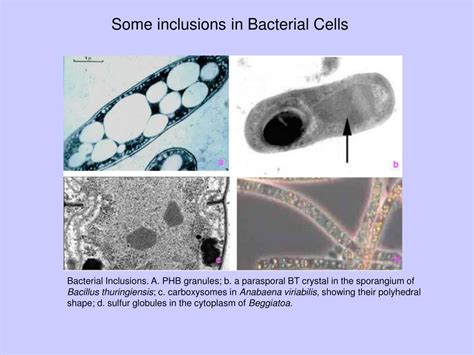 Ppt Bacterial Cell Structure And Function Part 2 Cell Envelope And