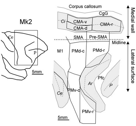 Premotor Areas Represented On A Two Dimensional Map Of The Cortex On Download Scientific