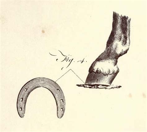 Why Do Horses Need Horseshoes Reasons Benefits Invention And Facts