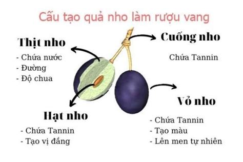 Quy trình sản xuất rượu vang đạt tiêu chuẩn quốc tế