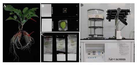Visualization Of Metabolites Identified In The Spatial Metabolome Of