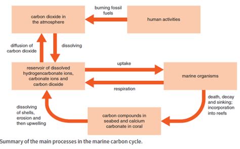 AICE Marine Science Unit Nutrient Cycles In Marine Ecosystems Flashcards Quizlet